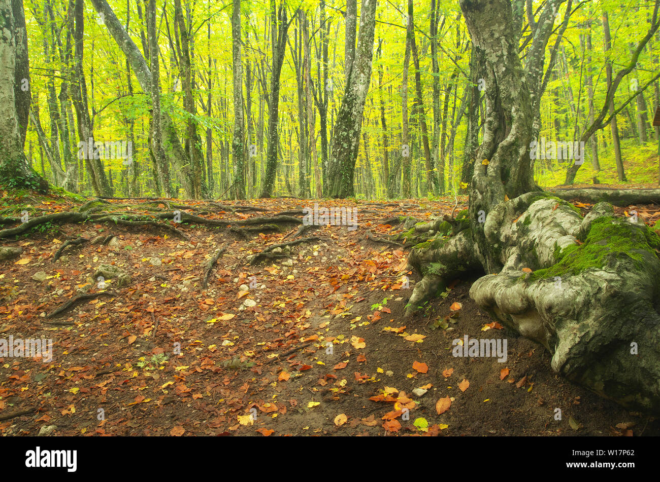 Deep forest. Composition of nature Stock Photo - Alamy