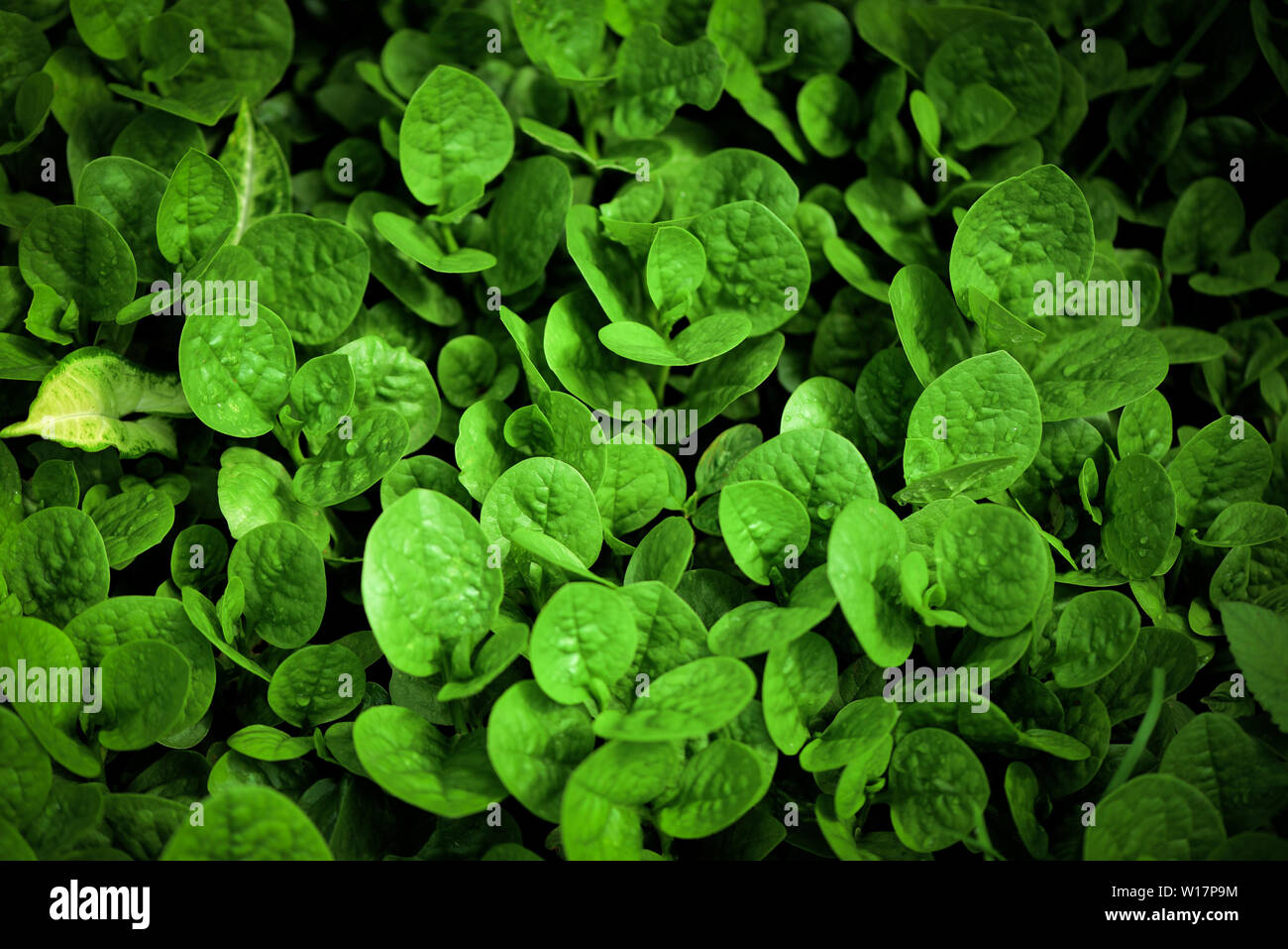 Abstract green leaves plant pattern texture background / Leaf of small ...