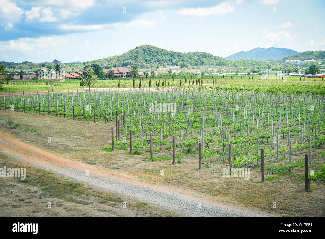 Landscape grape vine growing in the vineyards planting farm agriculture ...