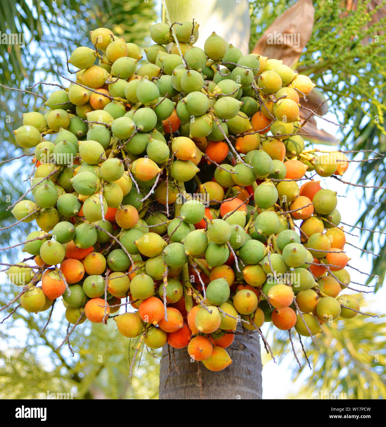 Arecanut tree hi-res stock photography and images - Alamy