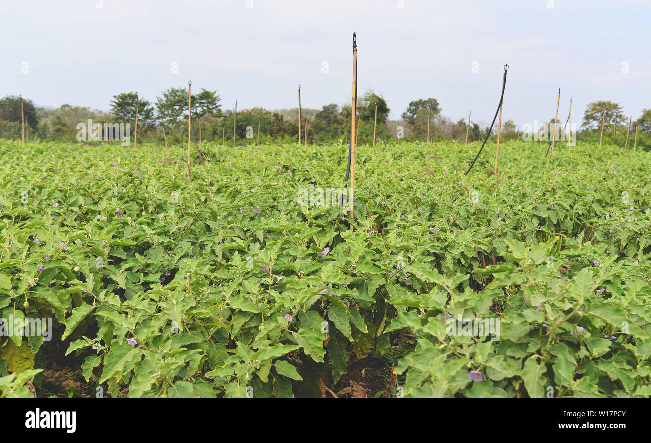 Eggplant growing in the farm agriculture eggplants field garden ...