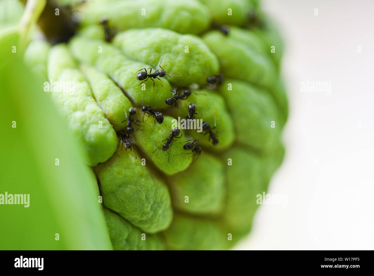 black ant on the sugar apple or custard apple on tree in the garden ...
