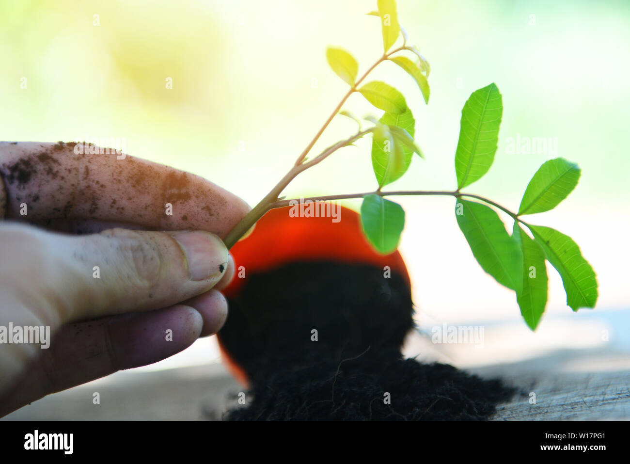 plant in hand for planting in the garden / works of gardening small ...