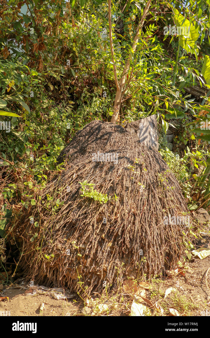 Coconut Tree Roots High Resolution Stock Photography and Images - Alamy