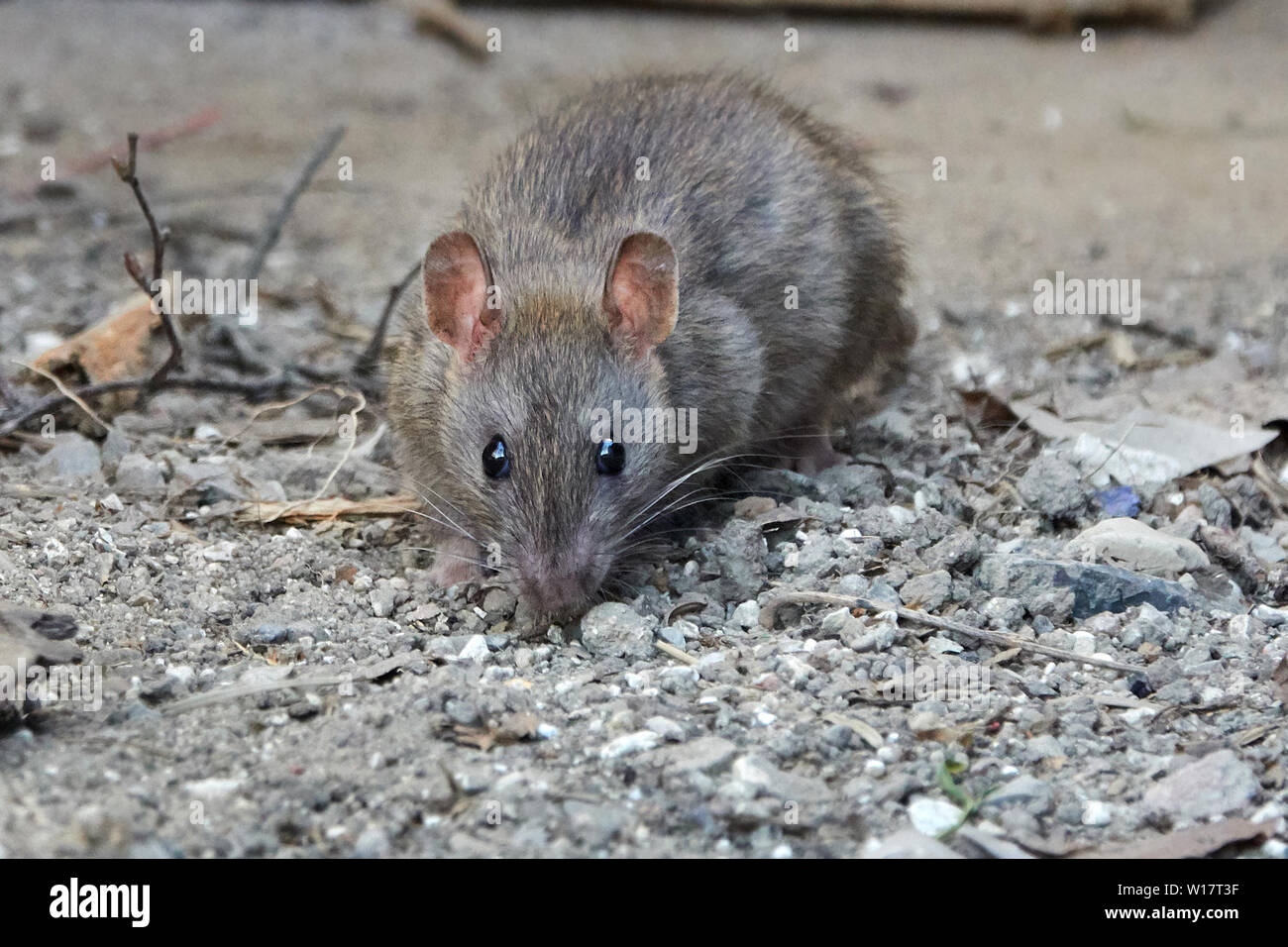 Brown rat in the capital of Denmark, Copenhagen Stock Photo - Alamy