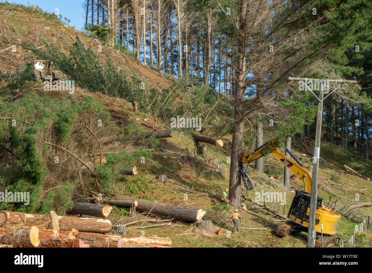 working to fell pine tree Stock Photo - Alamy