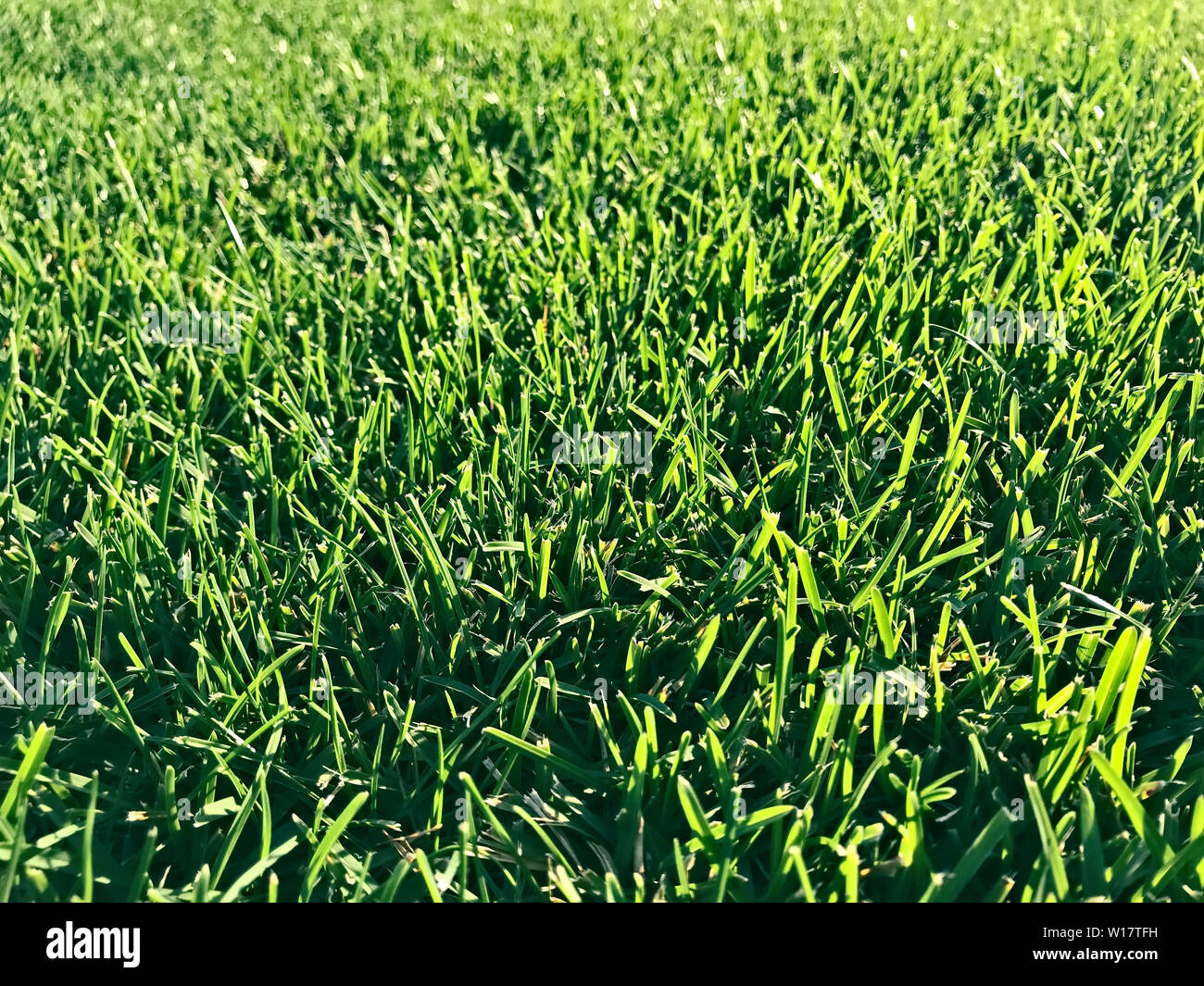 Grass low angle green hi-res stock photography and images - Alamy