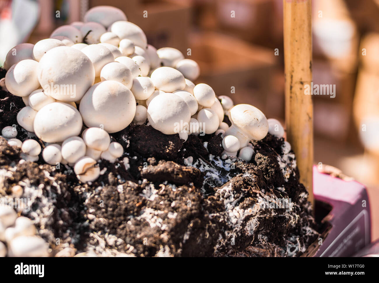 Button mushrooms growing from fungus mycelium at street food market ...