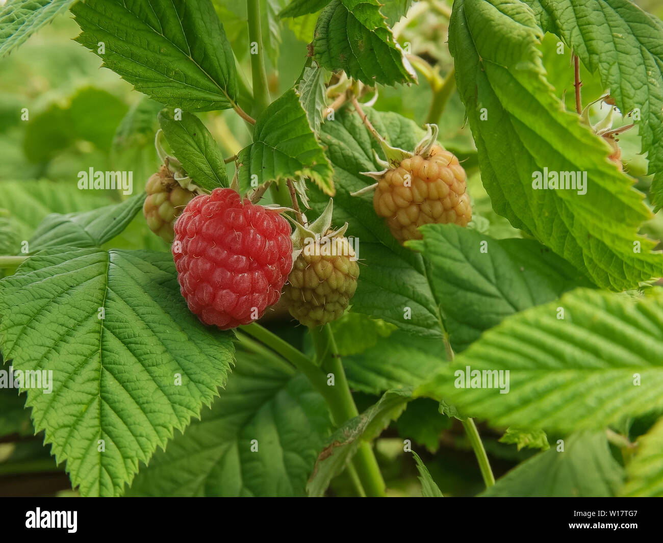 Close up raspberry hi-res stock photography and images - Alamy