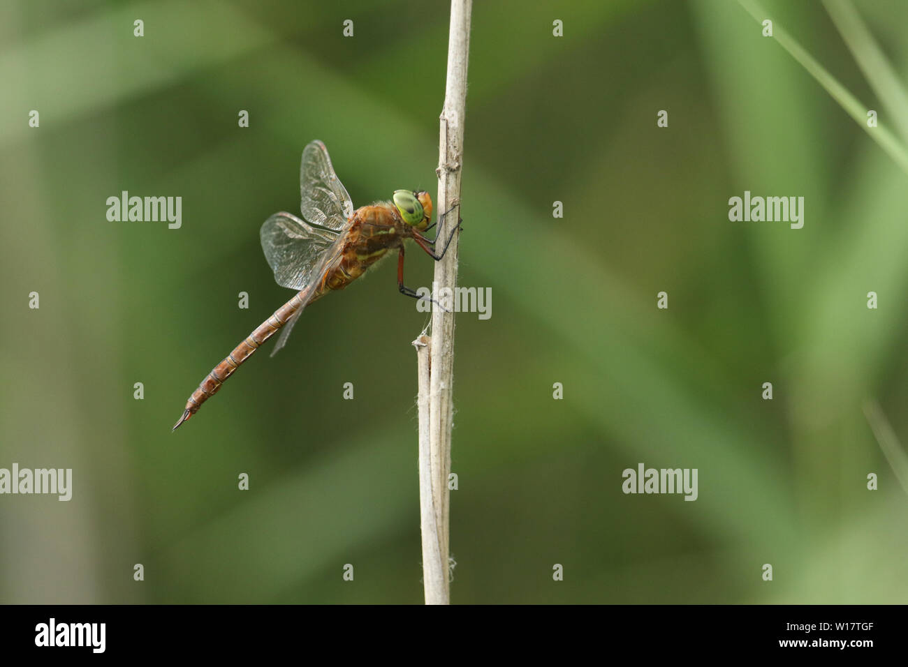 A beautiful Norfolk Hawker Dragonfly, Anaciaeschna isoceles, perching ...
