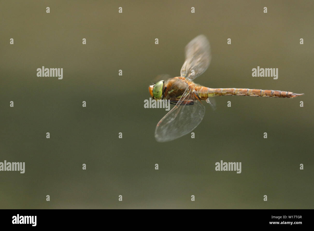 A beautiful Norfolk Hawker Dragonfly, Anaciaeschna isoceles, flying ...