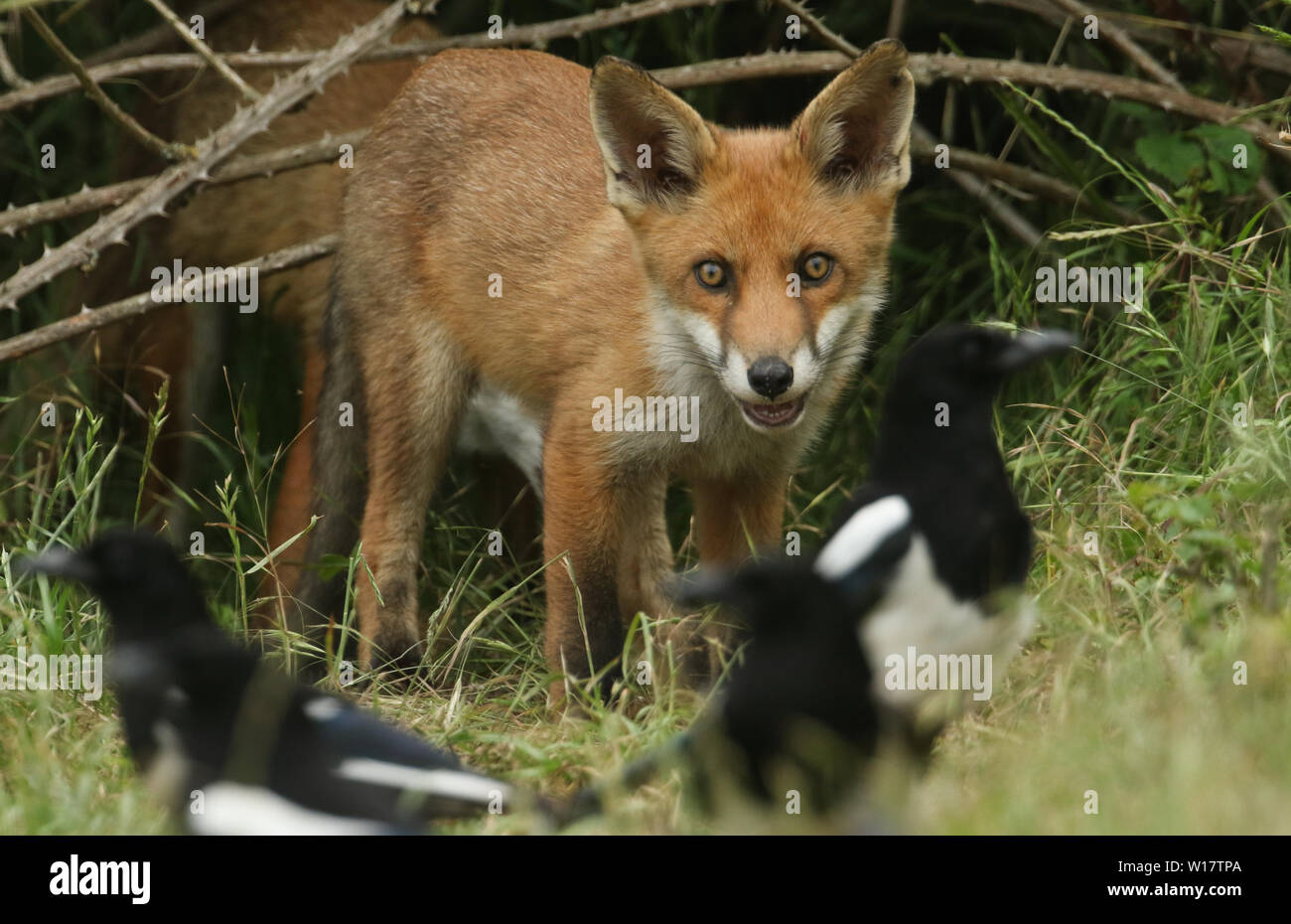 A cute wild Red Fox cub, Vulpes vulpes, watching the Magpies feeding in ...