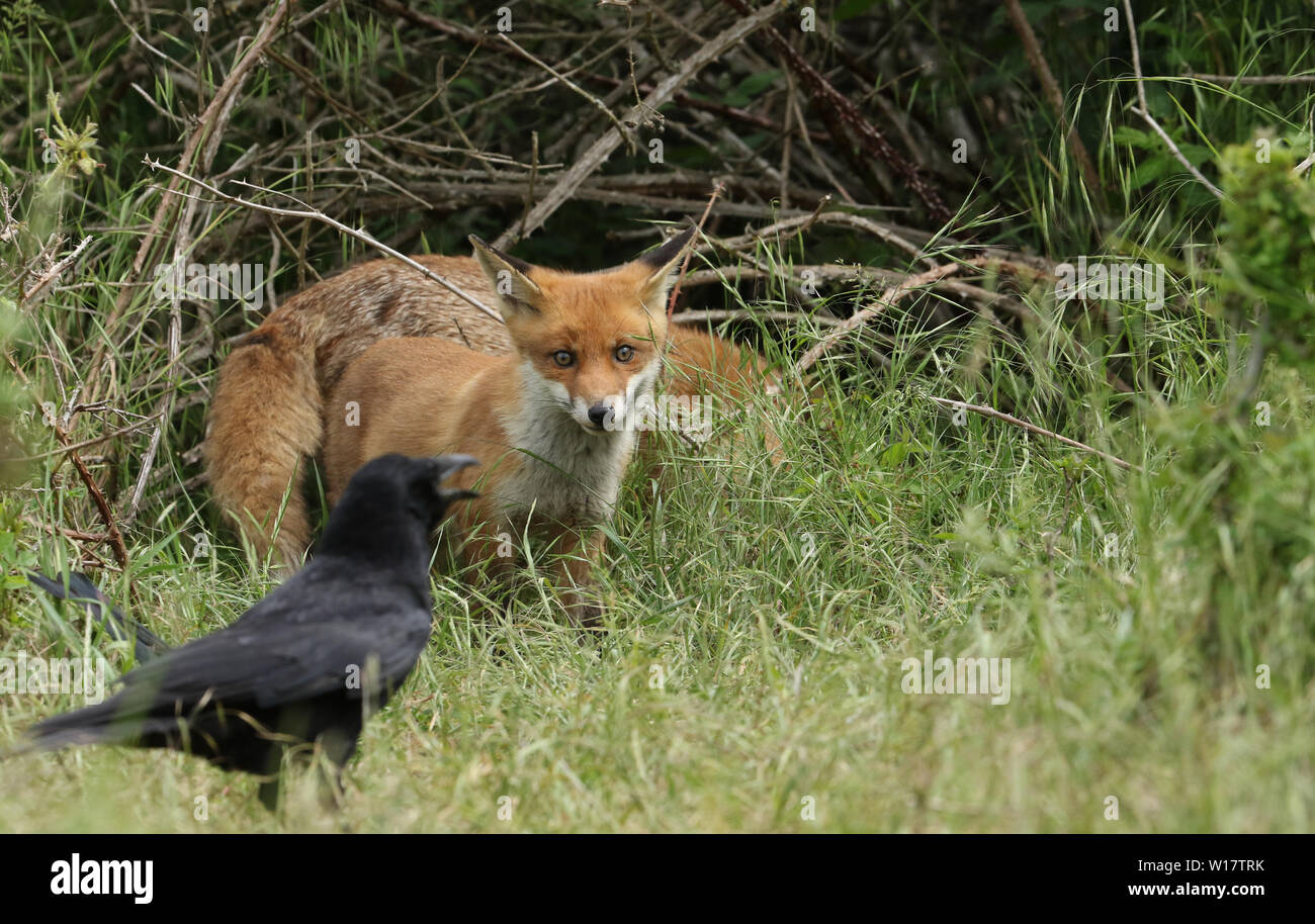 Fox and crow hi-res stock photography and images - Alamy