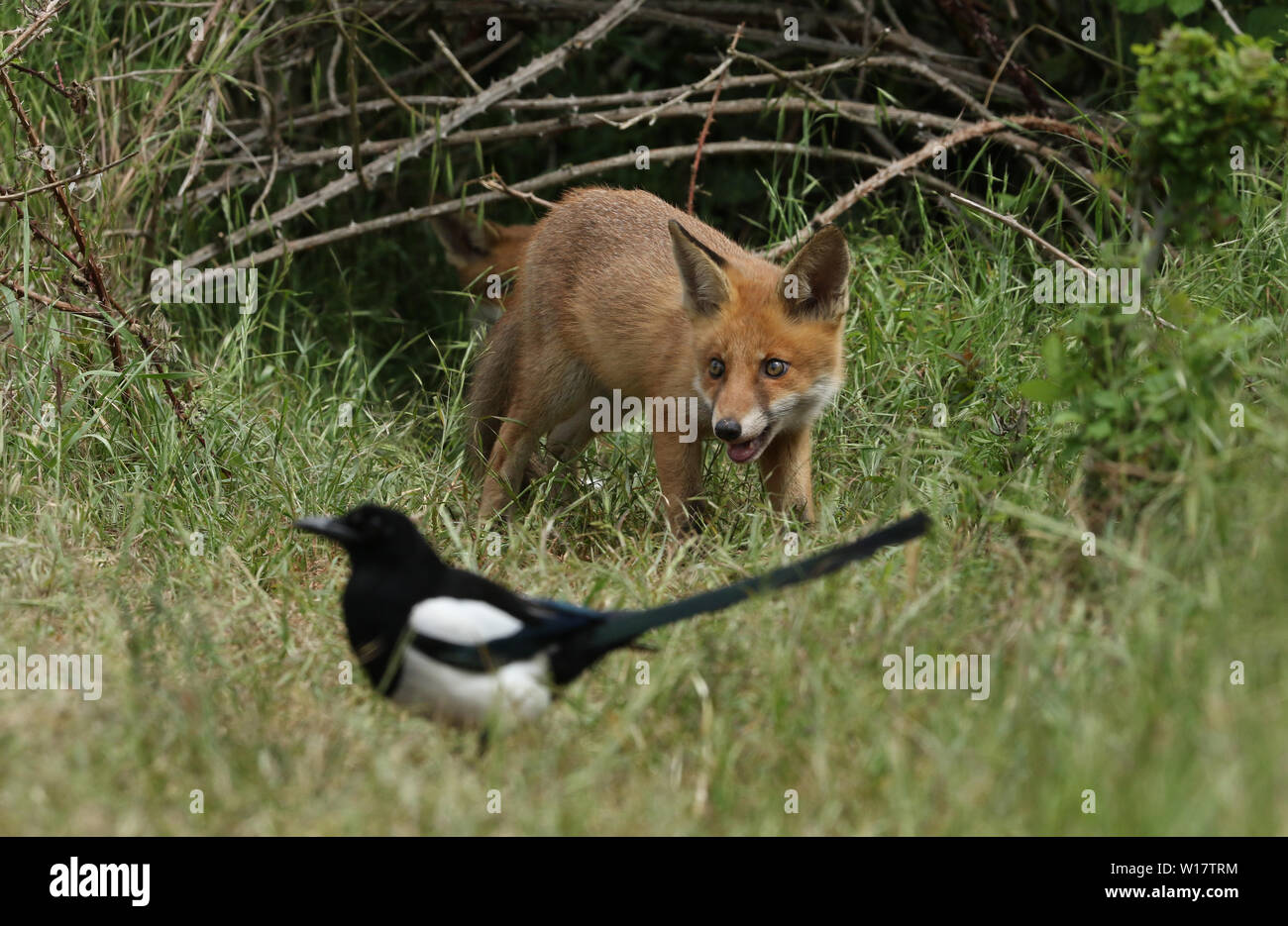 Baby magpie uk hi-res stock photography and images - Alamy