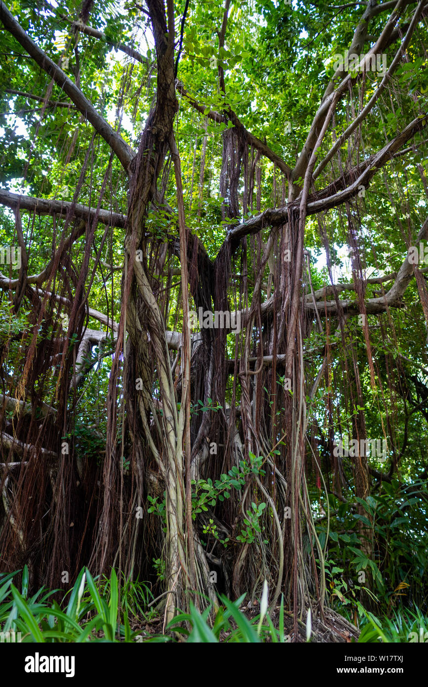 Tropical tree completely overgrown with roots and vines Stock Photo - Alamy