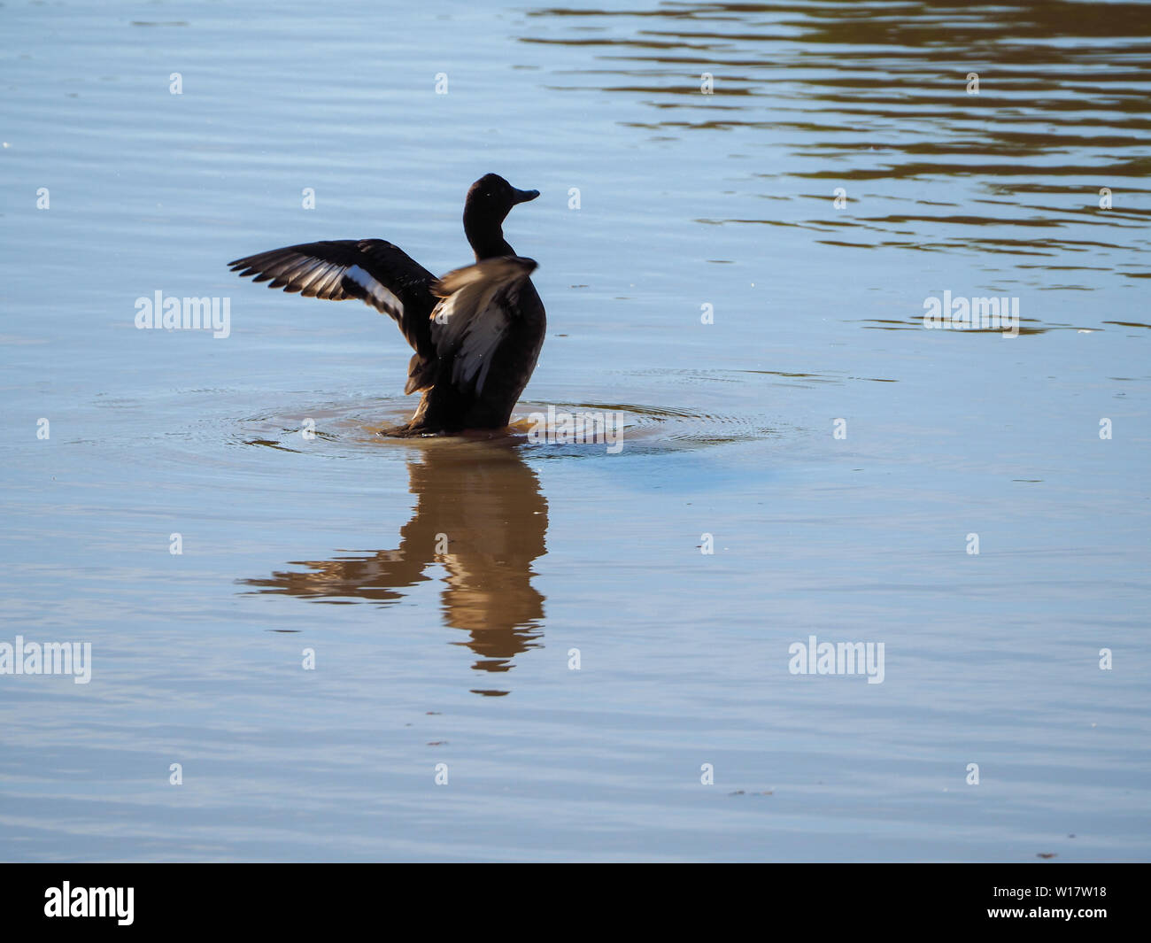Duck flapping it's wings reflected in the water Stock Photo - Alamy