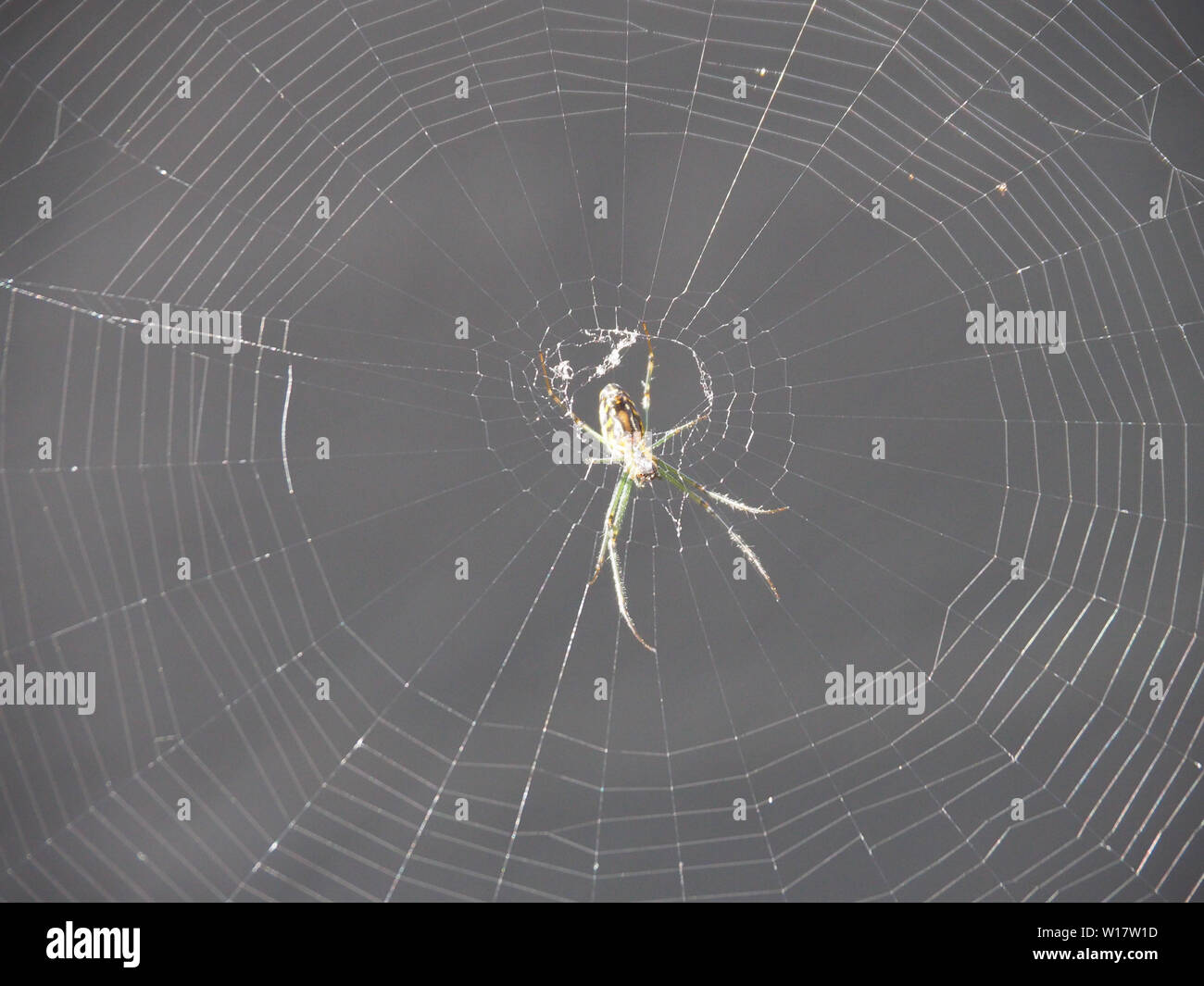 Spider in a web Stock Photo - Alamy