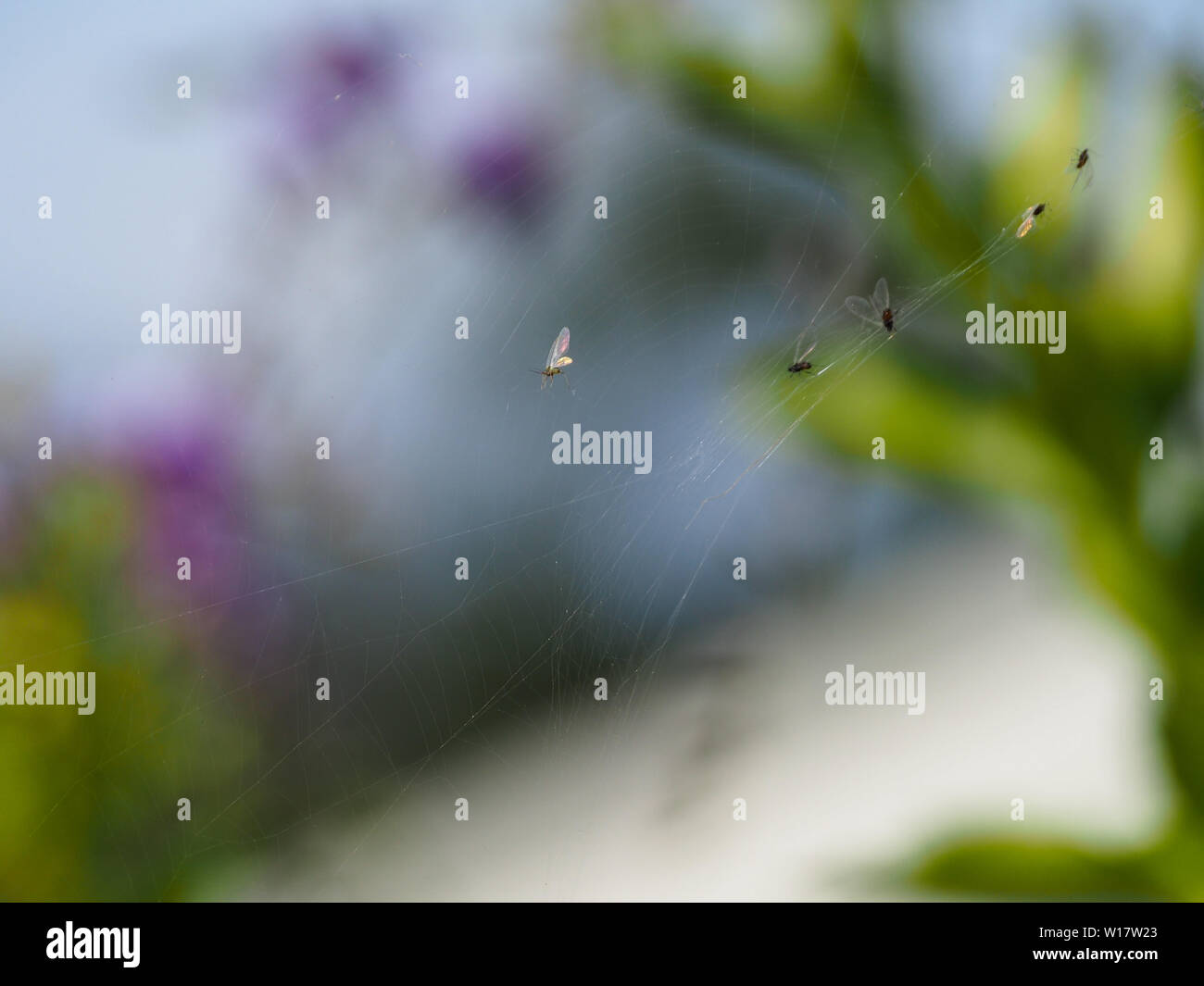 Tiny insects caught in spiders web Stock Photo - Alamy