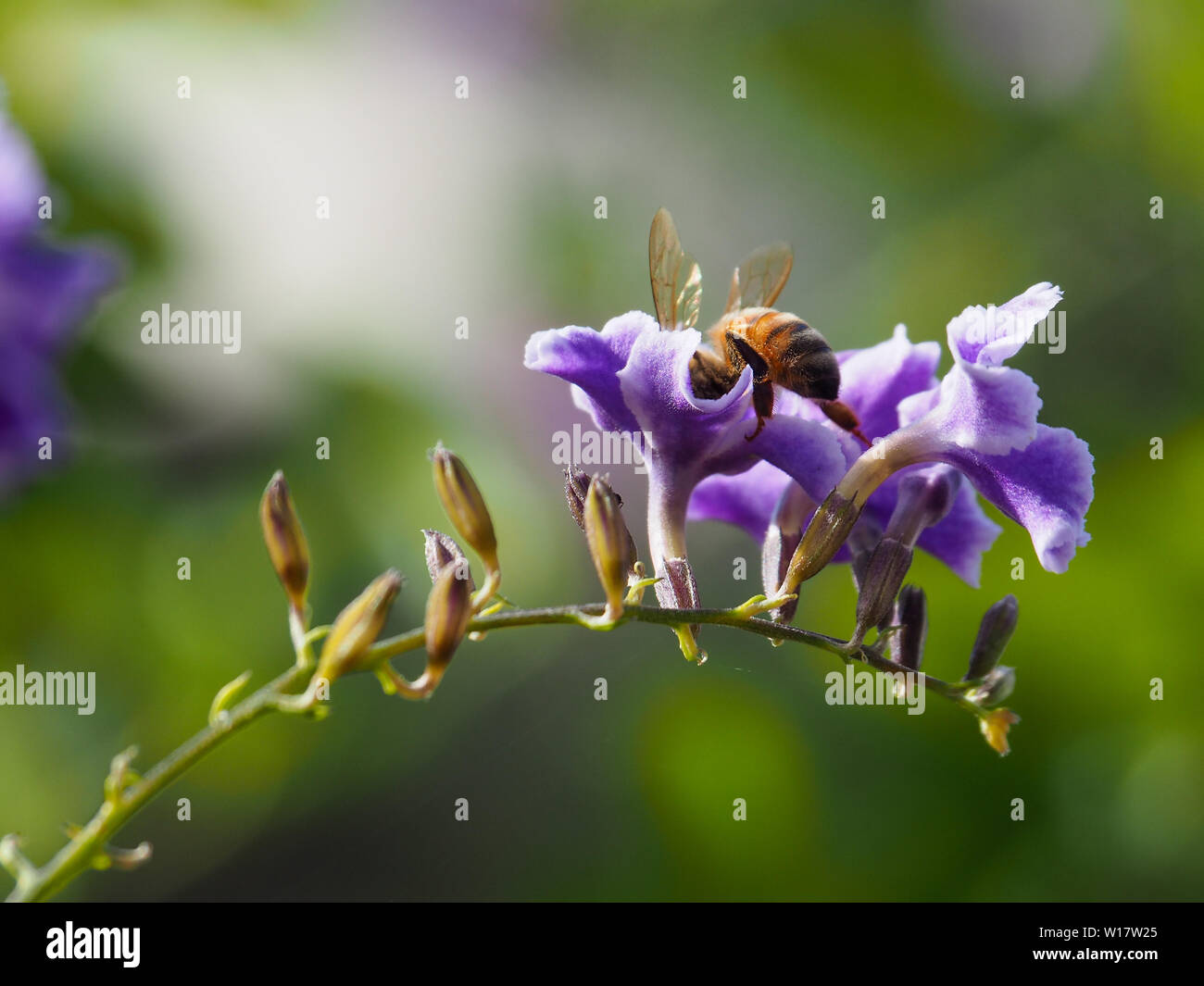 Nature, Bee inside flower, Purple and white edged Geisha Girls plant ...