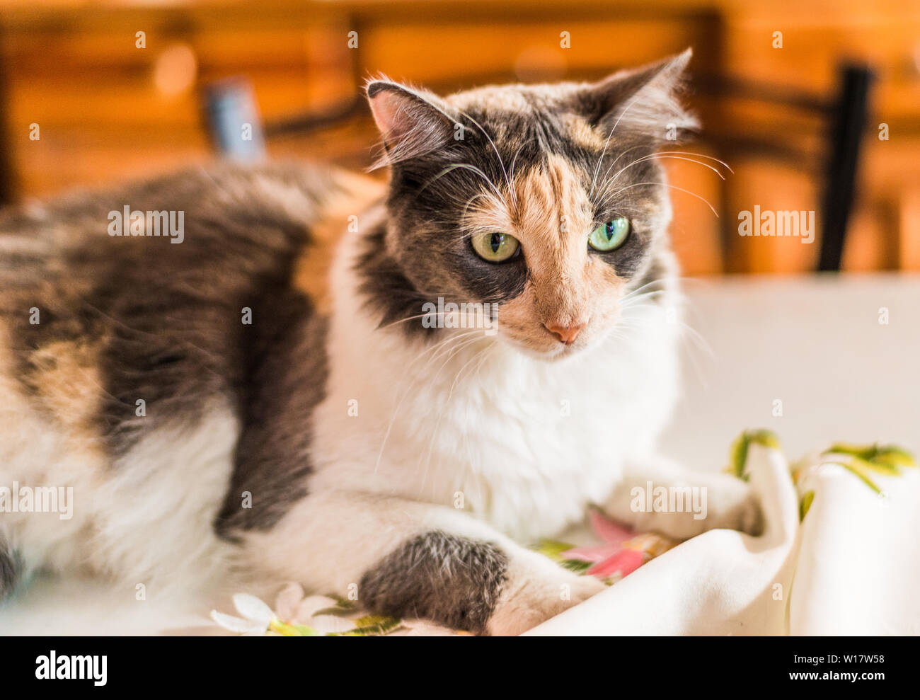 Brindle colored hi-res stock photography and images - Alamy