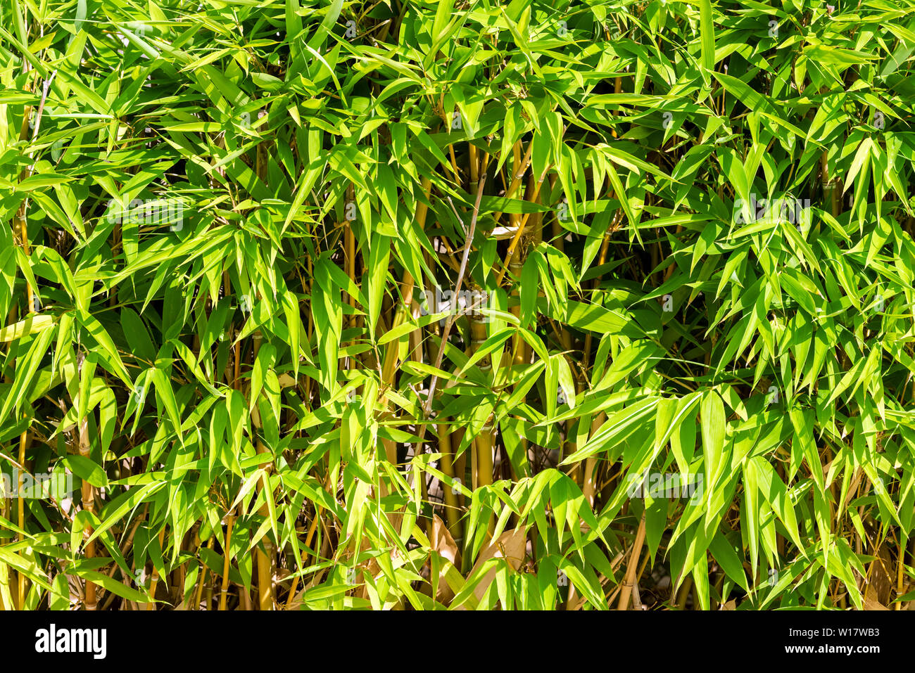 Close up bamboo hi-res stock photography and images - Alamy
