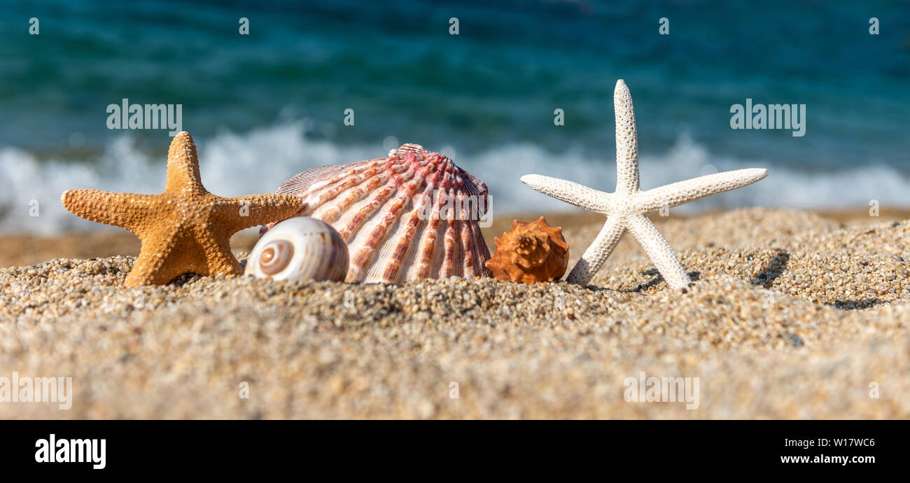 Seashells on the sand by the sea on a hot sunny day Stock Photo - Alamy
