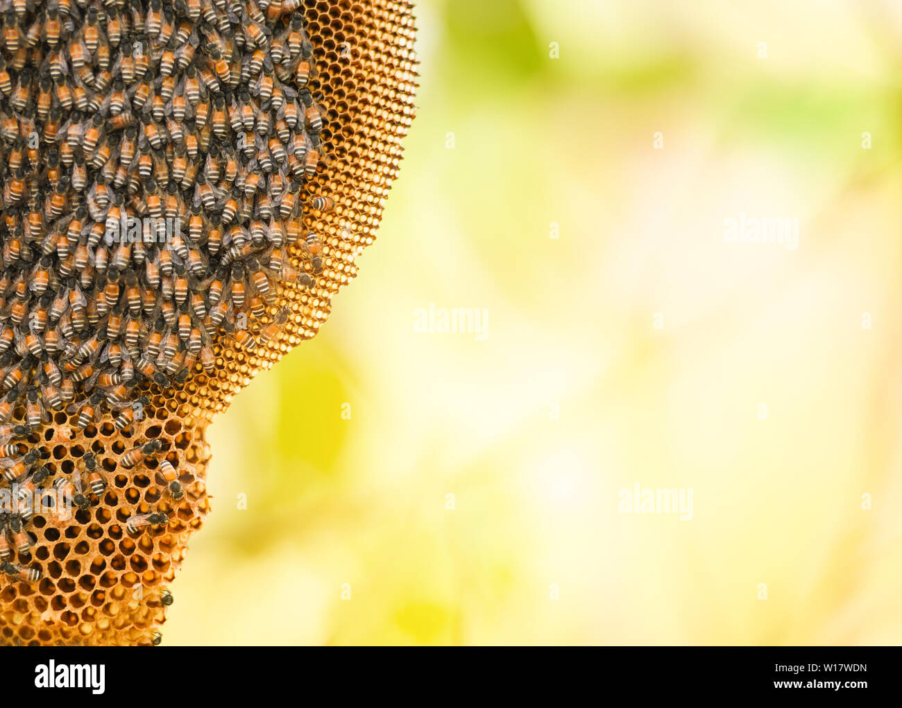 Honey Bees Comb Background