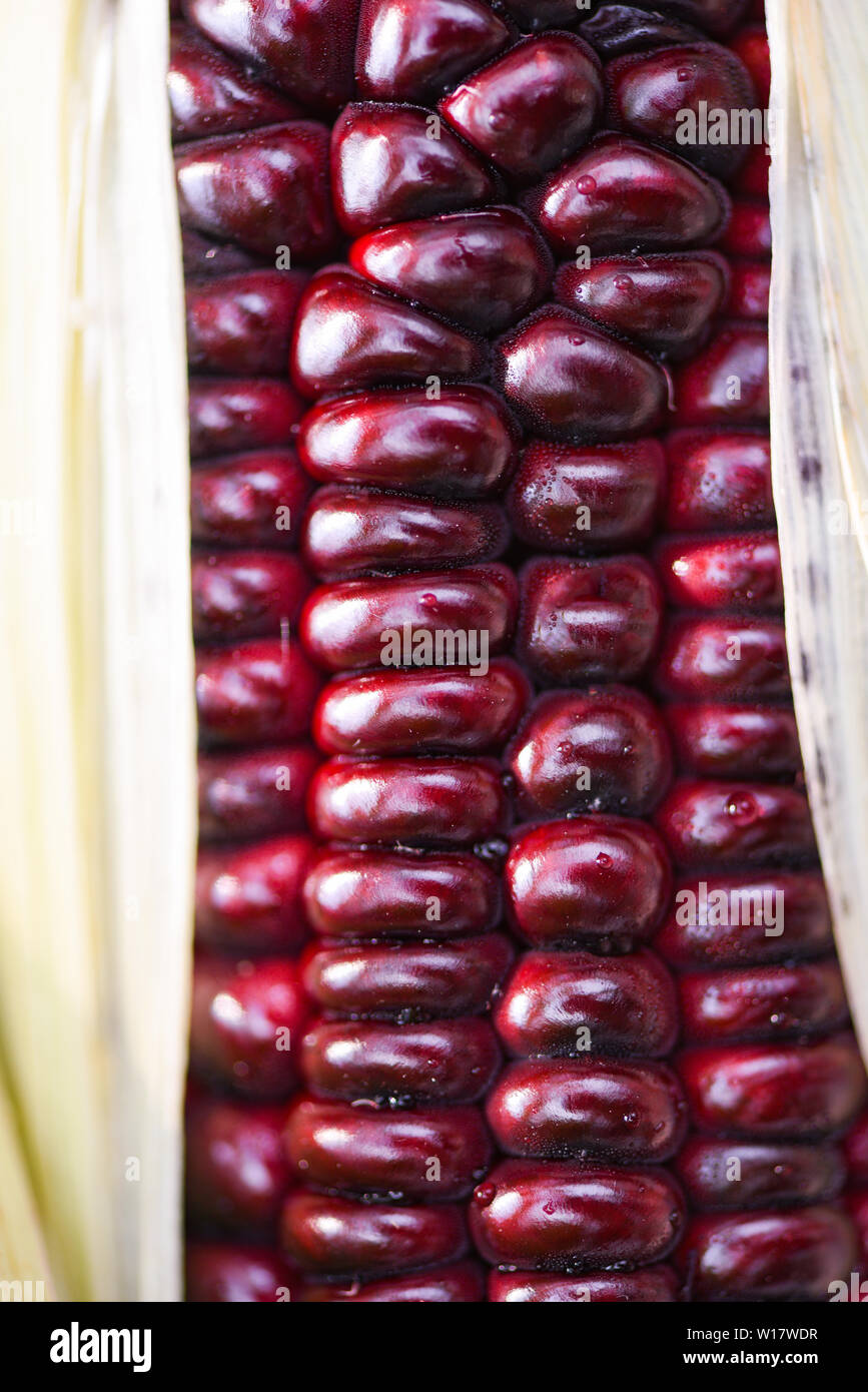 Purple corn fresh close up / Siam Ruby Queen or sweet red corn on cob ...