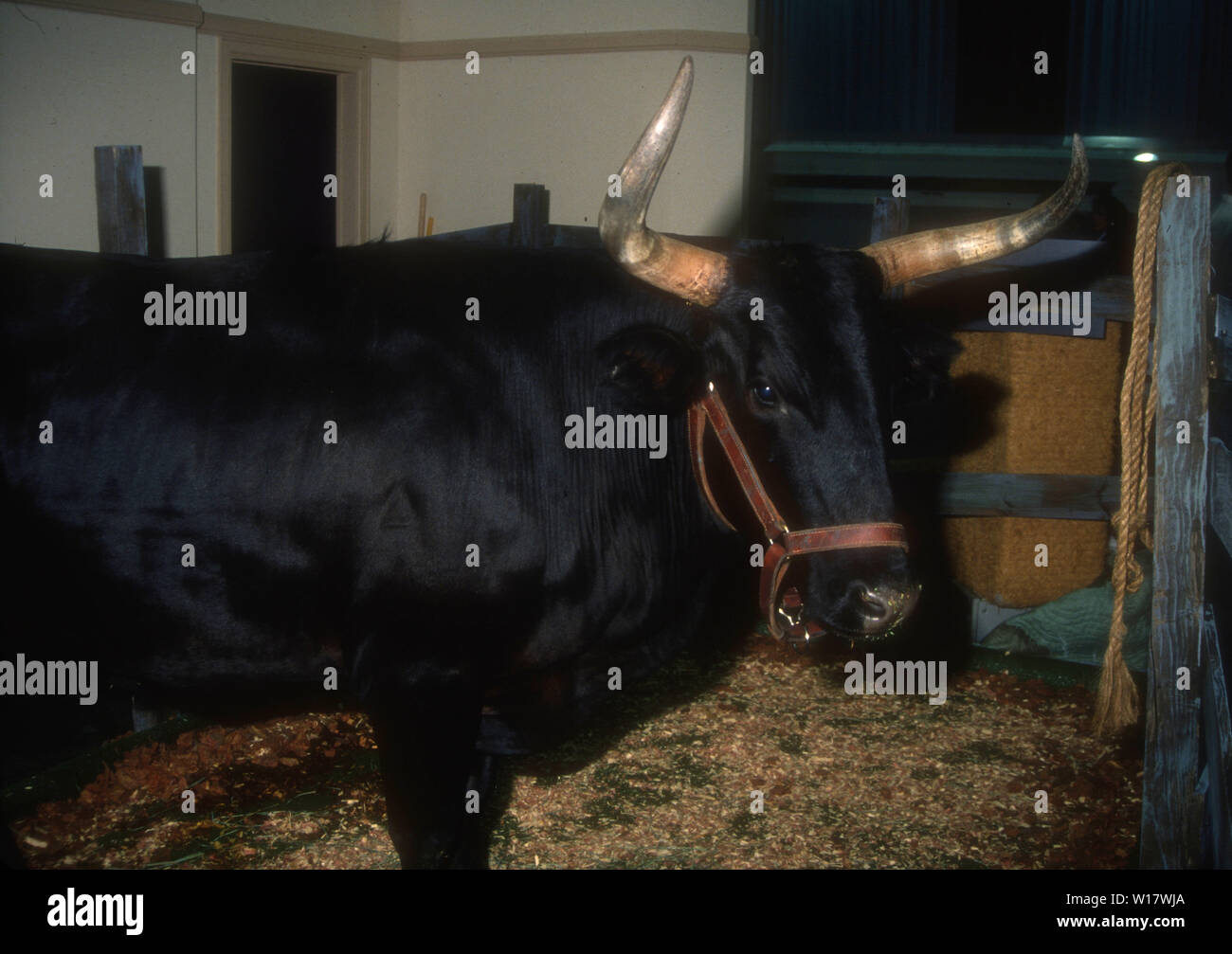 Las Vegas, Nevada, USA 24th July 1994 A Steer at the 13th Annual Video ...