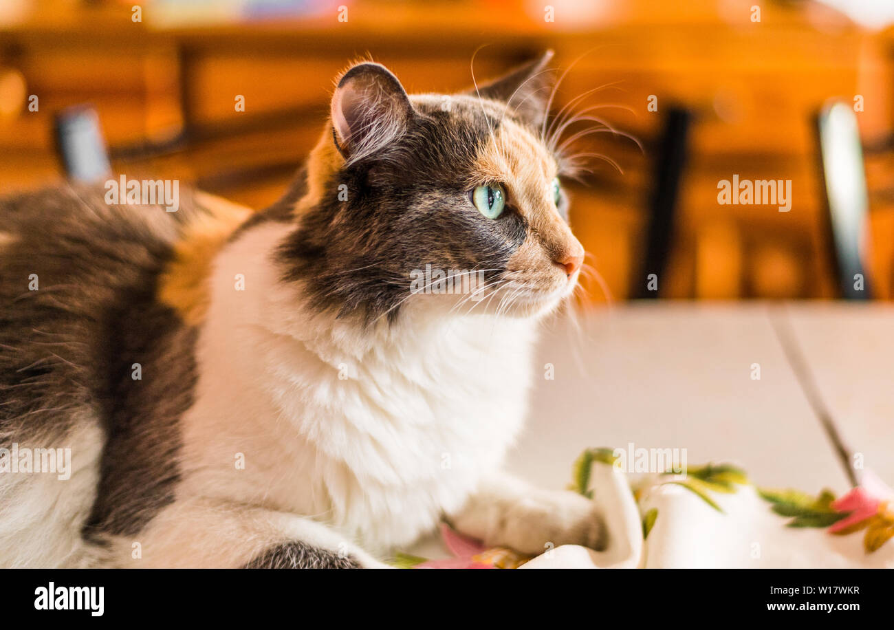 Brindle cat hi-res stock photography and images - Alamy