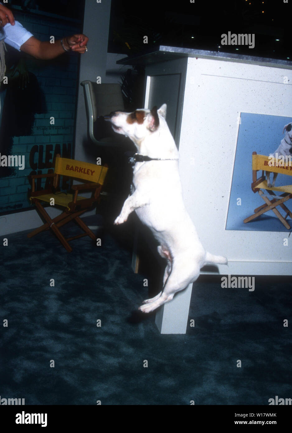 Westwood, California, USA 28th April 1994 Barkley the dog attends Metro ...
