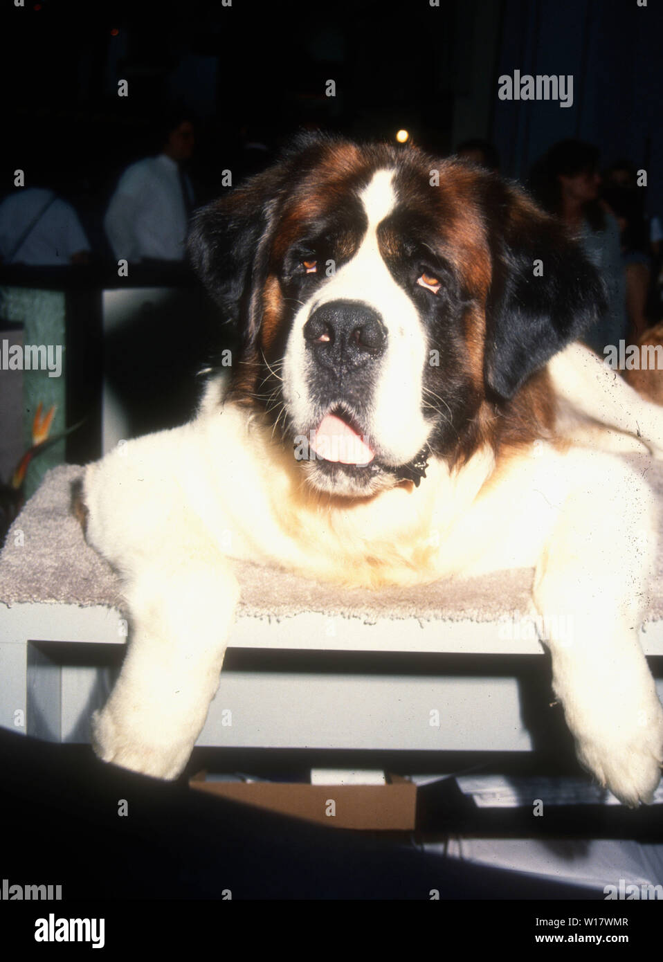 Las Vegas, Nevada, USA 24th July 1994 Beethoven attends the 13th Annual ...