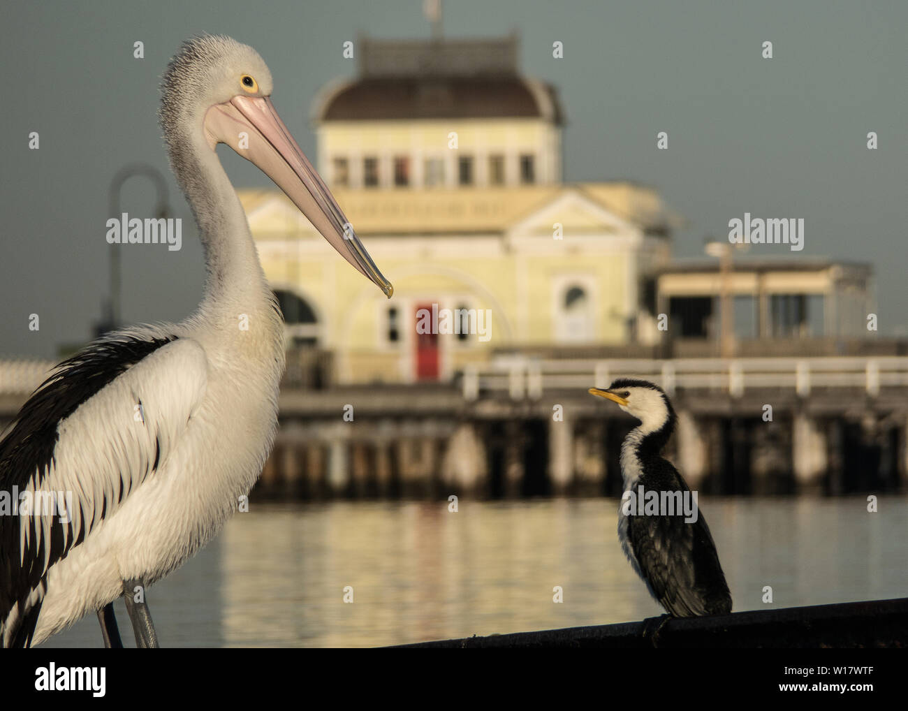 Bird beaks hi-res stock photography and images - Alamy