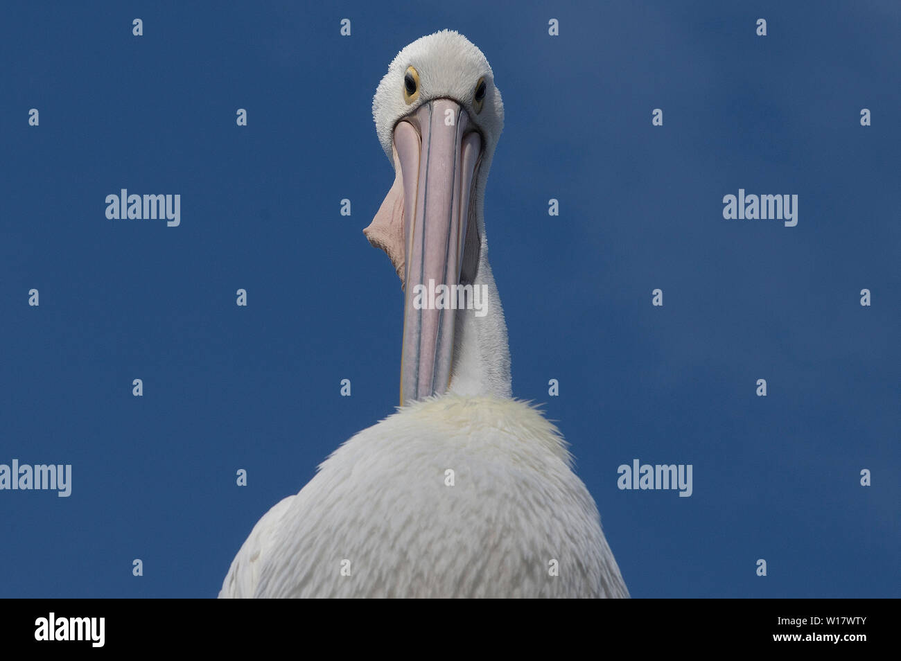 Bird beaks hi-res stock photography and images - Alamy