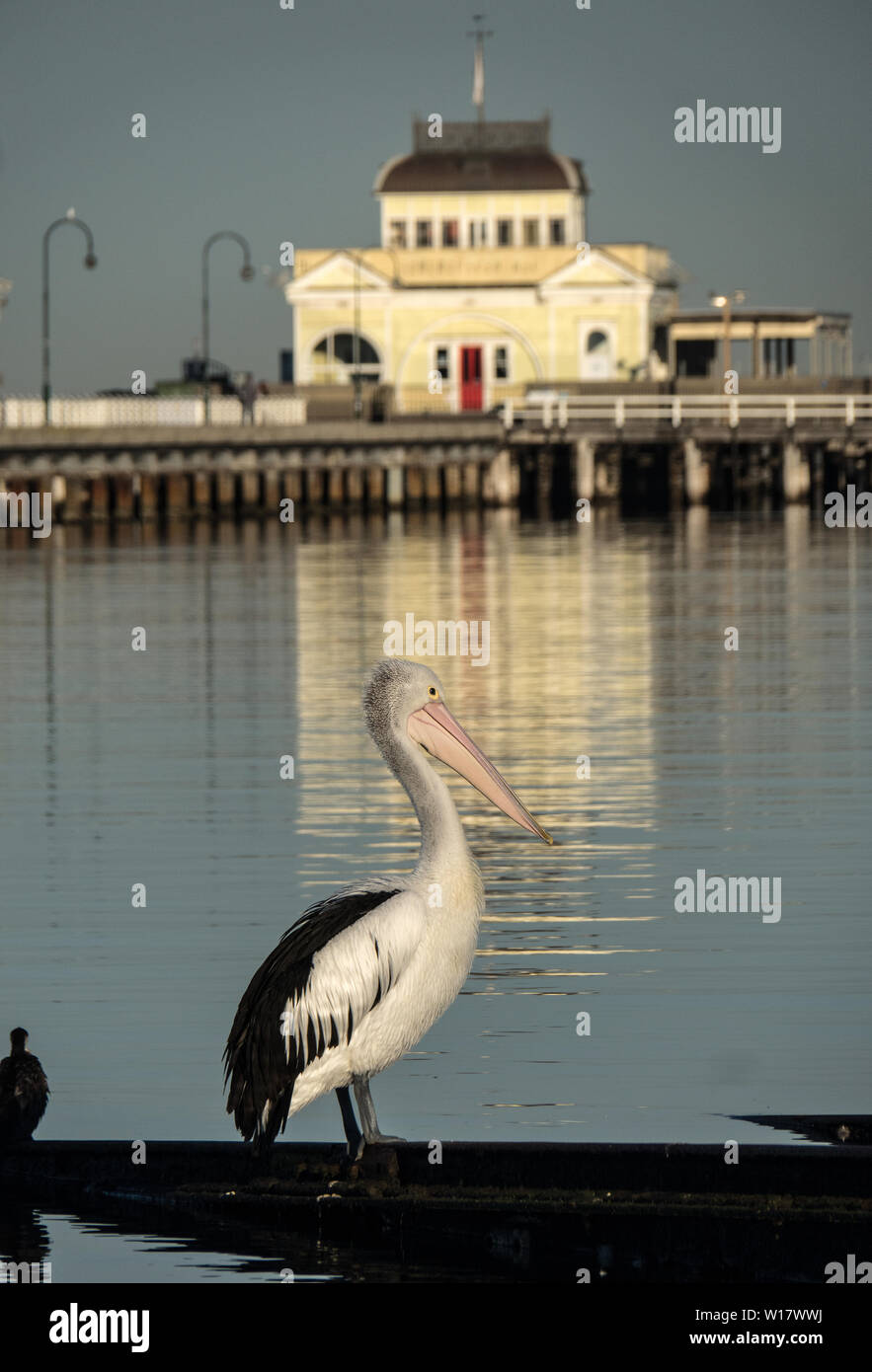 Australian pelican bird wildlife hi-res stock photography and images ...
