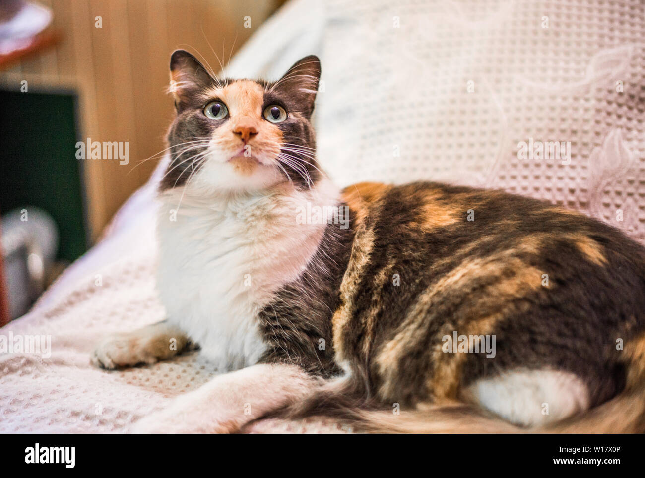 Brindle Color High Resolution Stock Photography and Images - Alamy