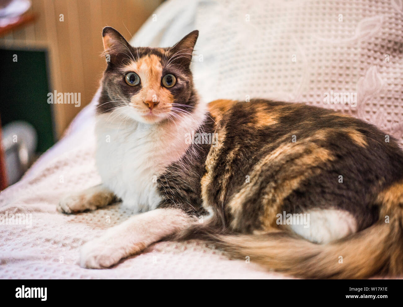 A beautiful and cute tricolor calico cat. Selective focus Stock Photo ...