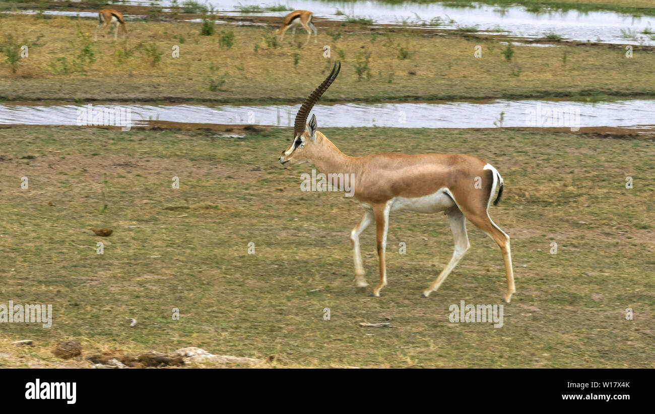 Gazelle amboseli kenya africa hi-res stock photography and images - Alamy