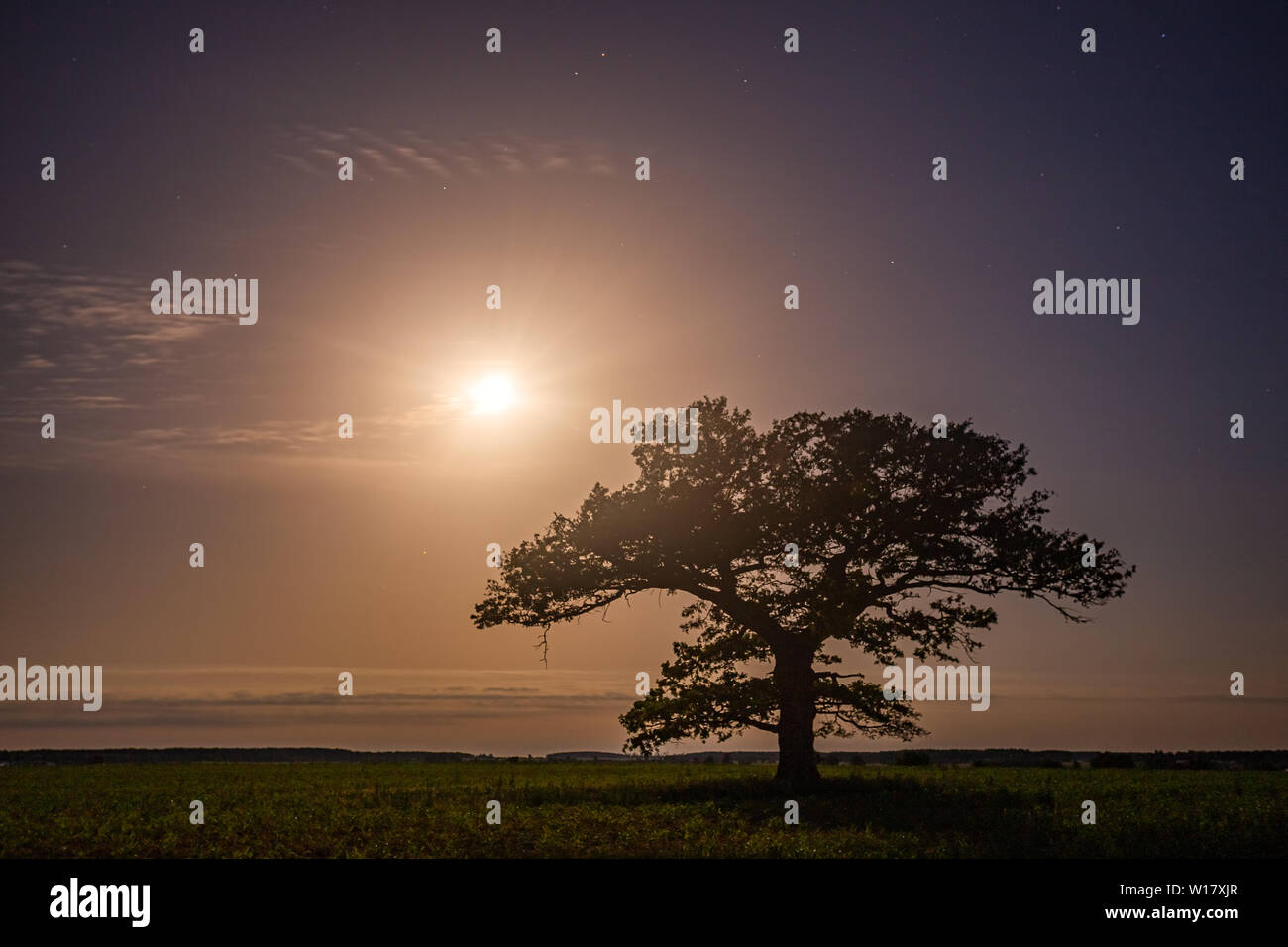 Old oak tree in the night sky with the moon Stock Photo - Alamy