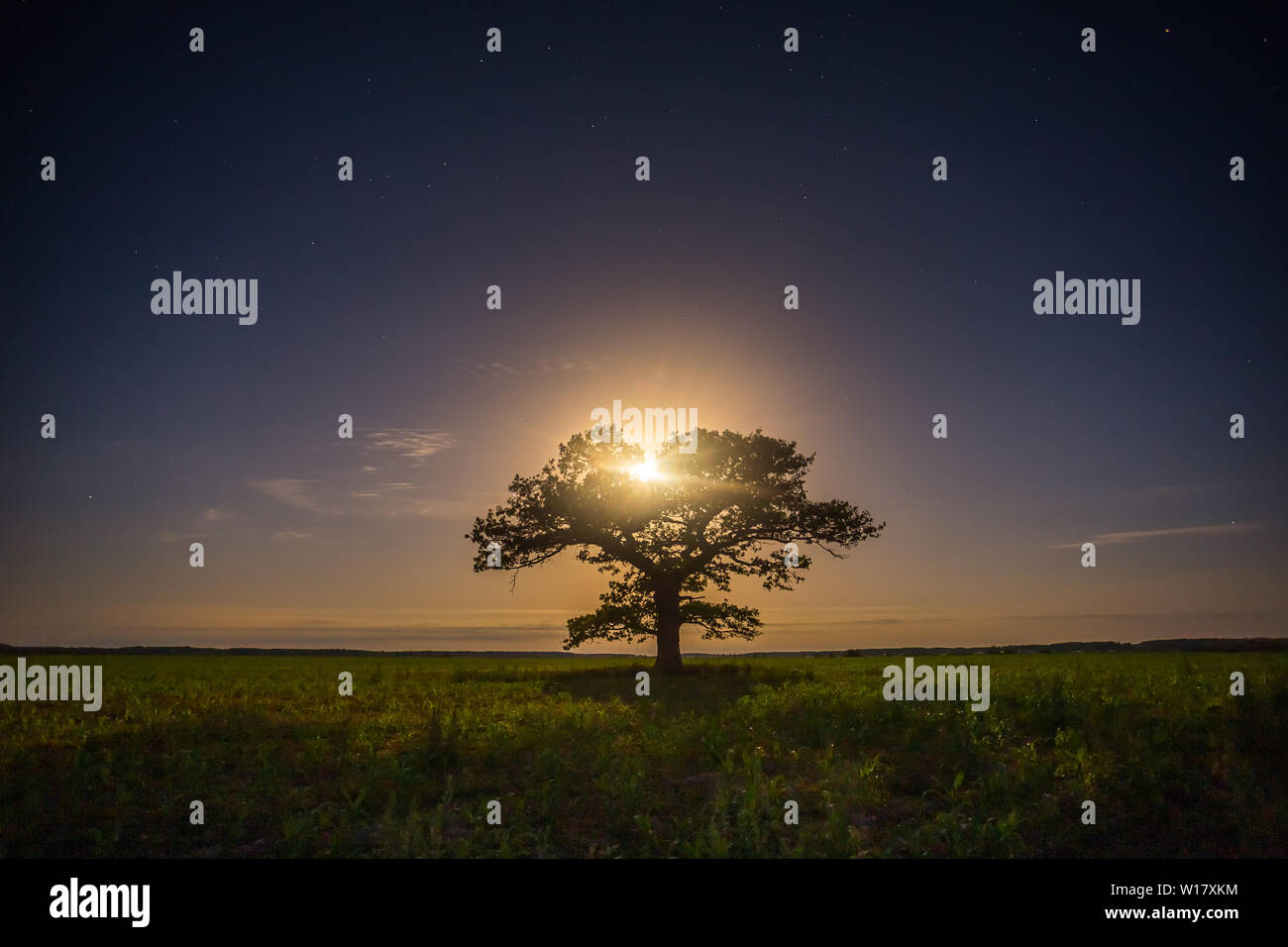 Old oak tree in the night sky with the moon Stock Photo - Alamy