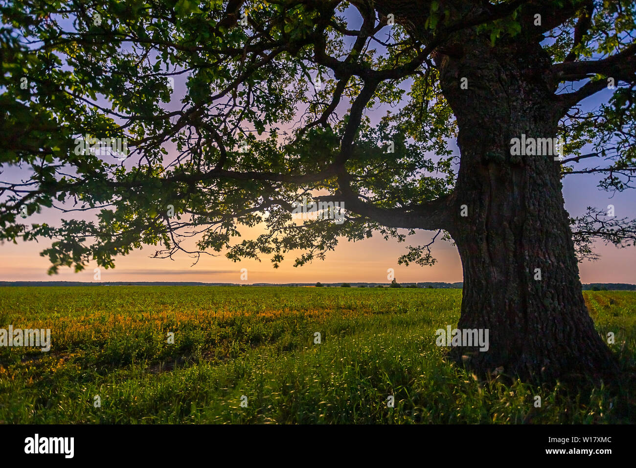 Old oak tree in the night sky with the moon Stock Photo - Alamy