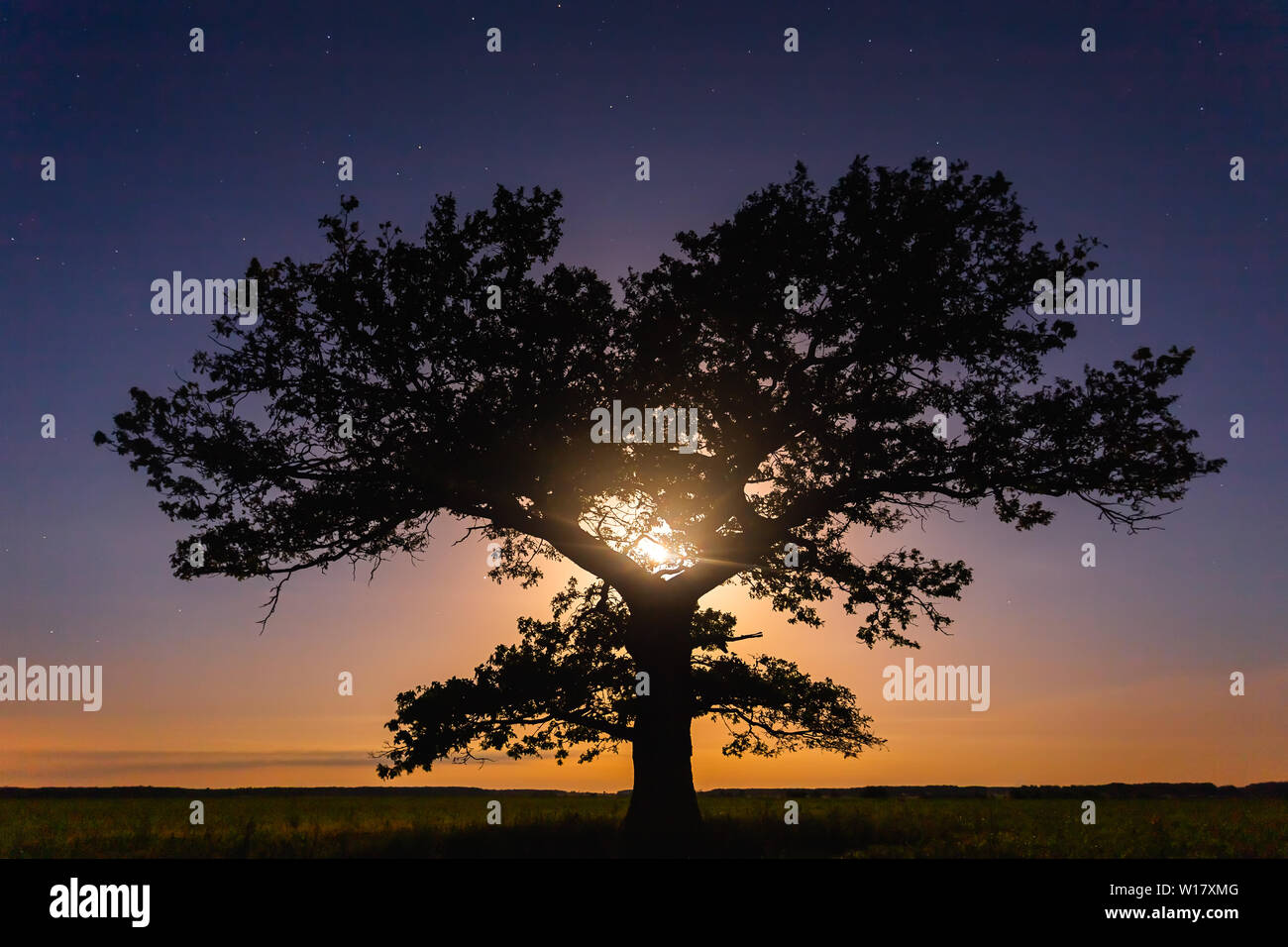 Old oak tree in the night sky with the moon light Stock Photo - Alamy