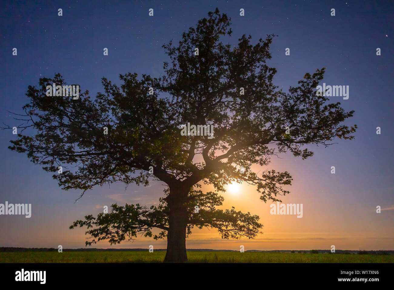 Old oak tree in the night sky with the moon Stock Photo - Alamy