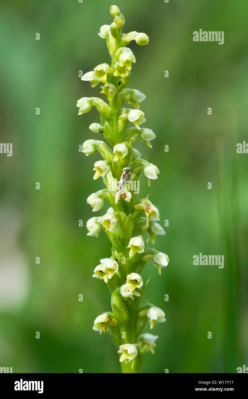 Small white orchid, Pseudorchis albida Stock Photo - Alamy