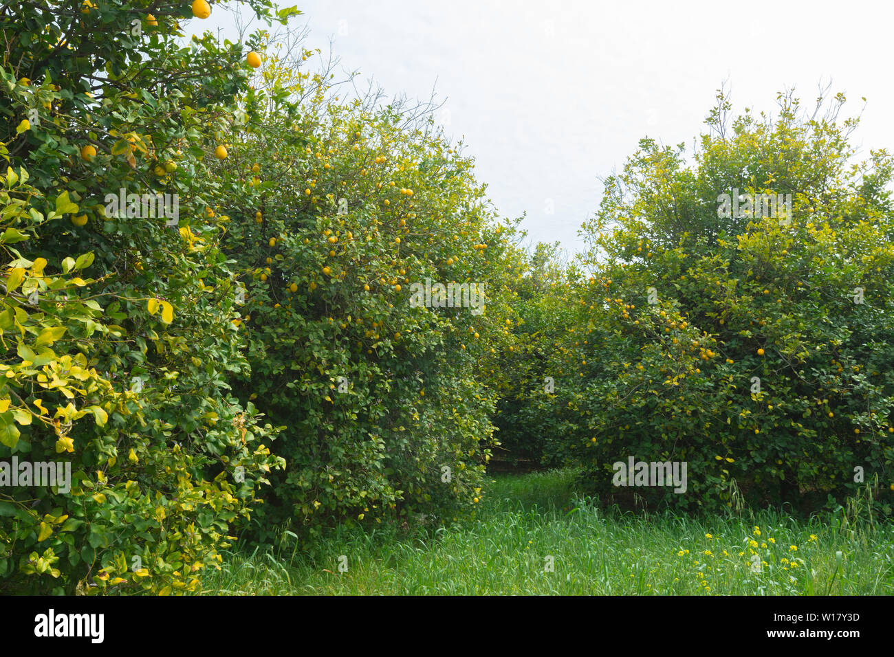 natural green trees and bushes background with path Stock Photo - Alamy
