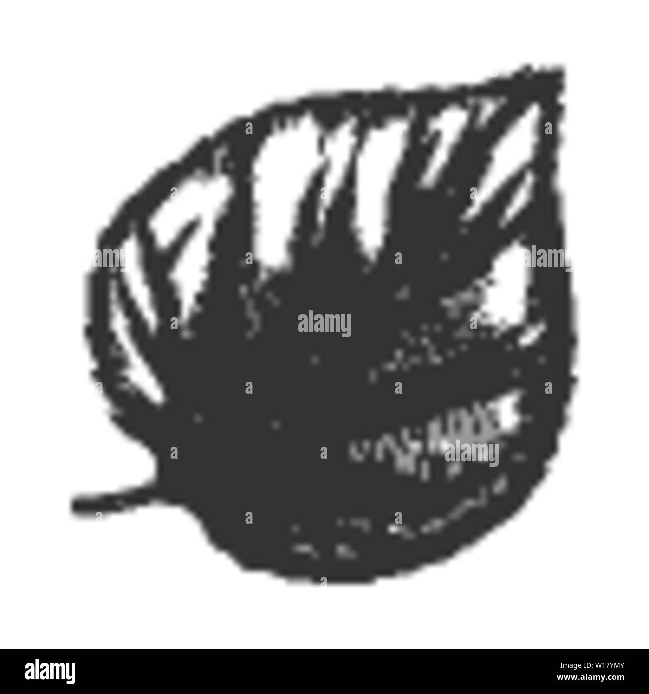 Nature Leaf Of Herbaceous Hop Plant Closeup Vector Stock Vector Image ...