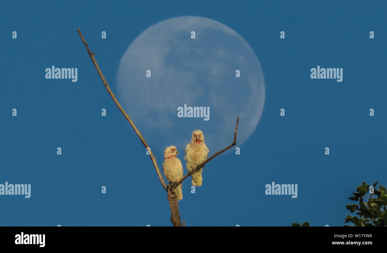 Birds of Melbourne. Two native birds sit in a tree before a backdrop of ...
