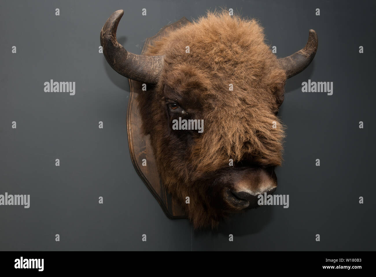 Moscow Region, Russia - March 25, 2019: Bison head. Eskponat in the ...