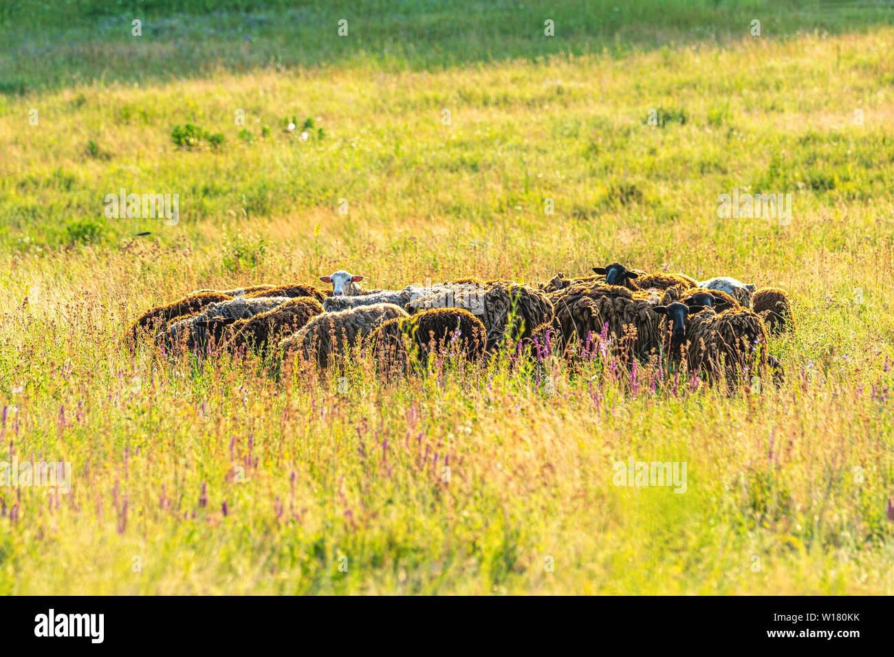 Sheep farm green field landscape. Summer green sheep farm scene. Sheep ...