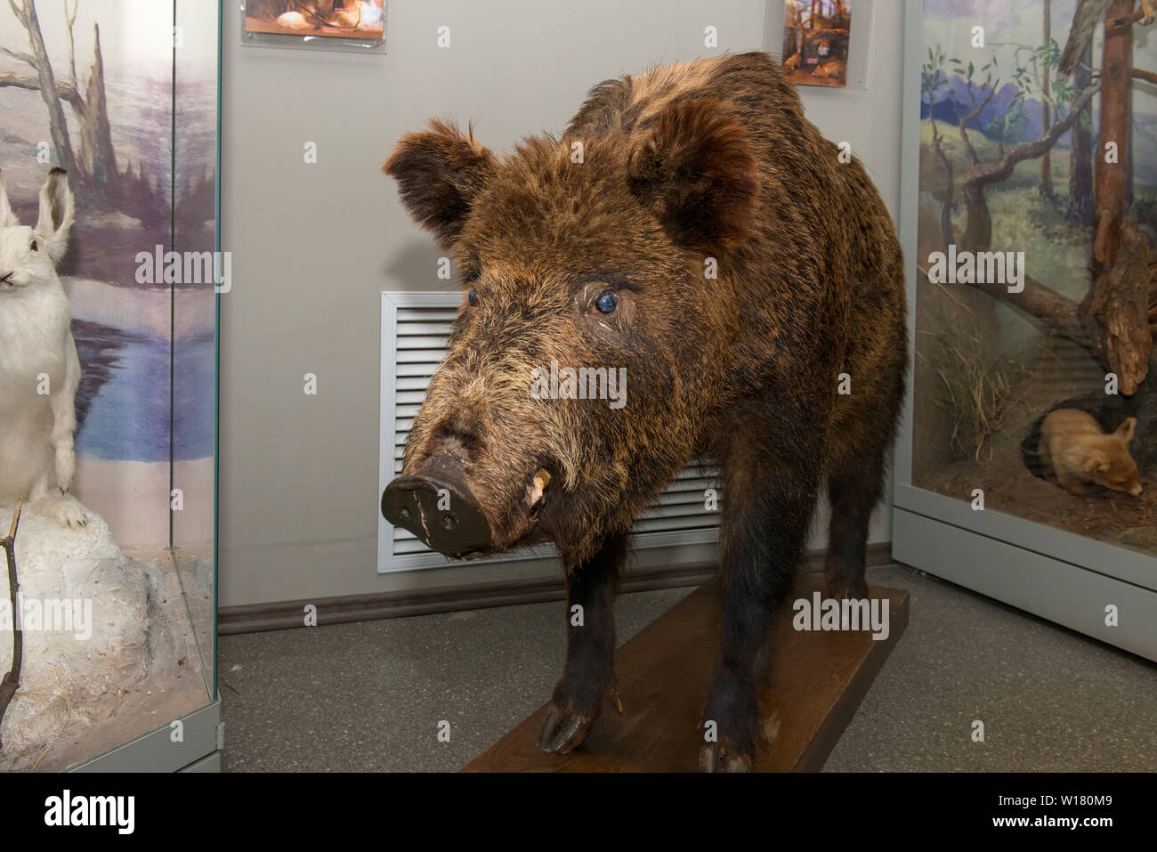 Moscow Region, Russia - March 25, 2019: Scarecrow boar. Eskponat in the ...